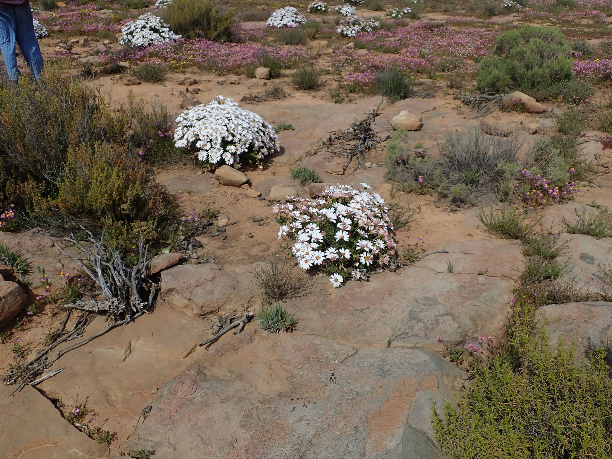 Dimorphotheca cuneata (Thunb.) DC.