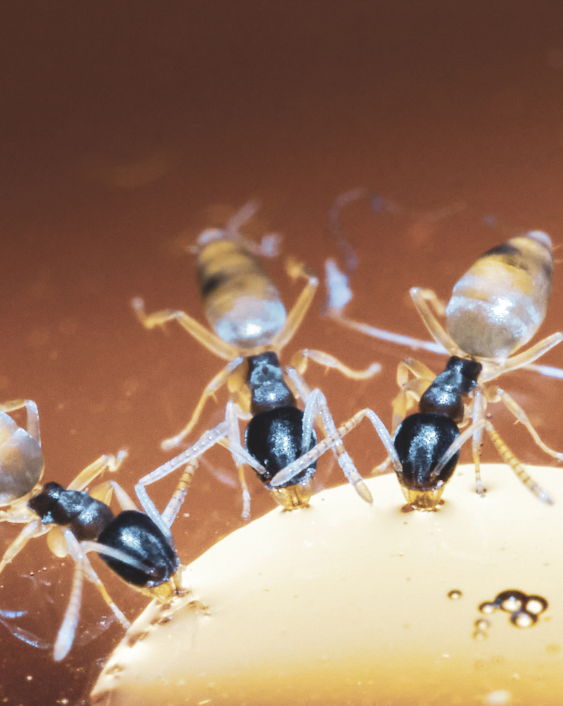 Ghost Ant from Mulaut, Brunei on September 01, 2020 at 09:13 AM by ...