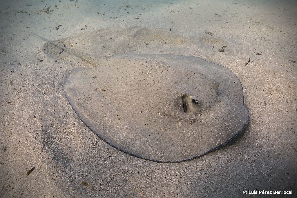 Porcupine Ray (Urogymnus asperrimus) - Marine Life Identification