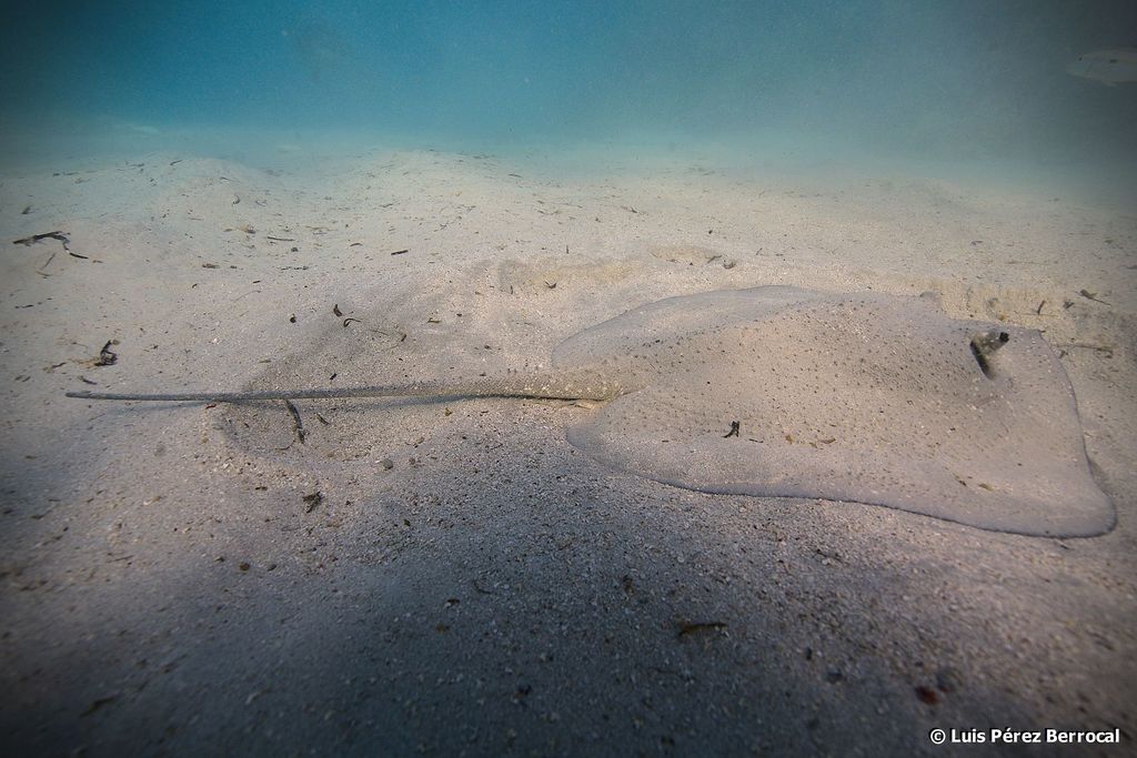 Porcupine Ray (Urogymnus asperrimus) - Marine Life Identification
