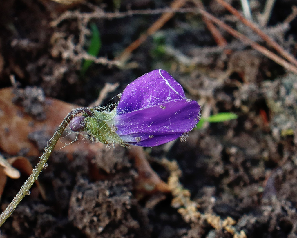 palm violet from Cass County, TX, USA on April 4, 2022 at 08:32 AM by ...