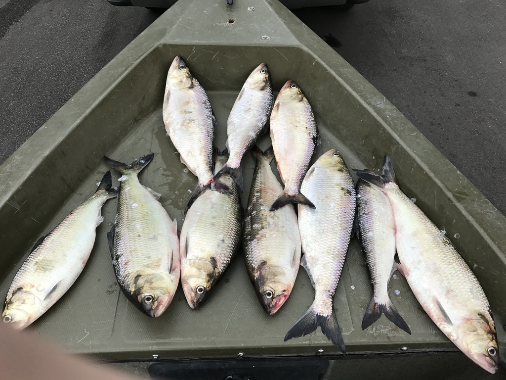 American Shad from Francis Marion National Forest, Moncks Corner, SC ...