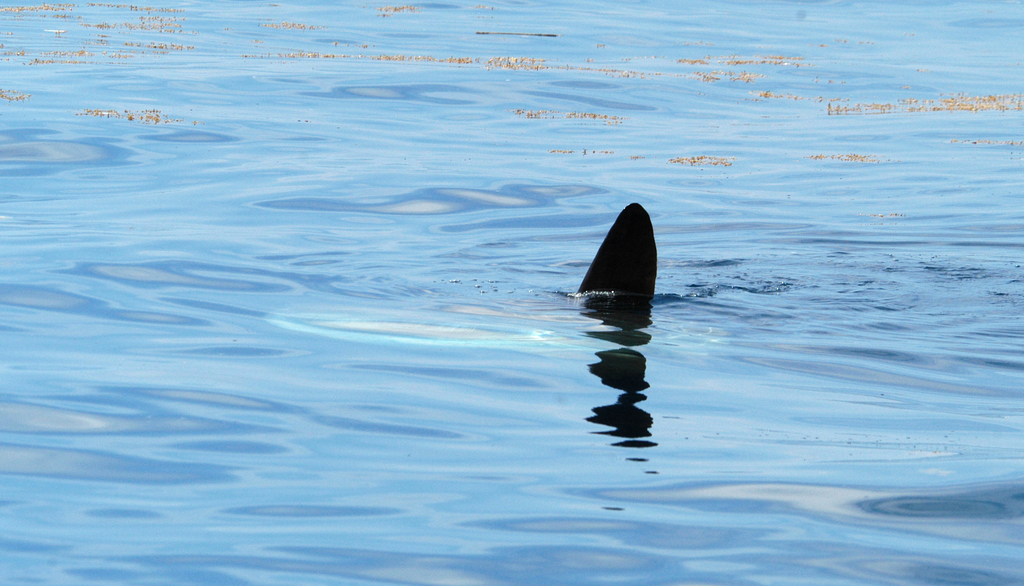 Common Mola from Sackett Bank, LA, USA on September 27, 2009 at 12:18 ...