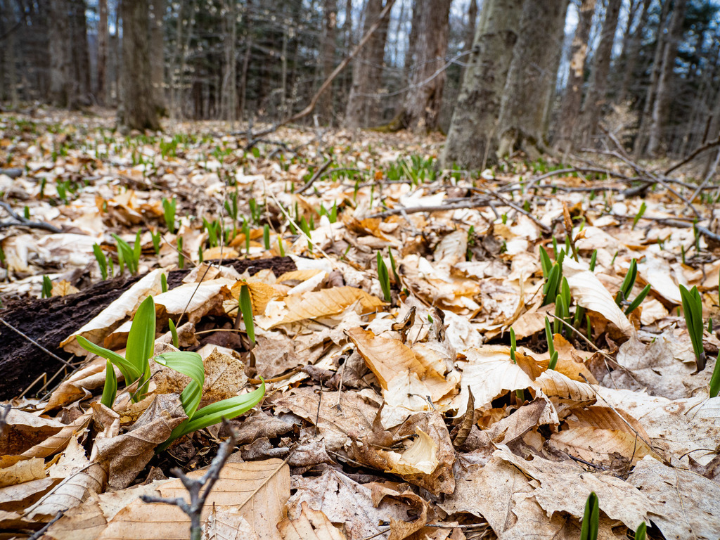 small white leeks in April 2022 by Erik Danielsen · iNaturalist