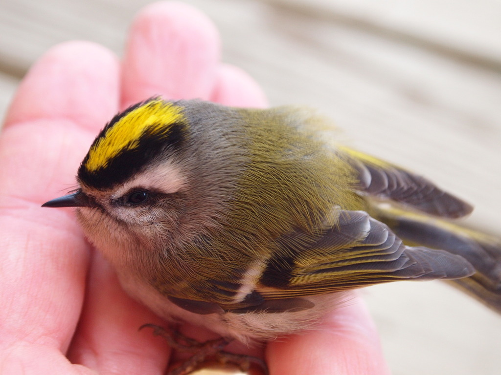 Golden-crowned Kinglet (Common Birds of Pittsburgh Parks) · iNaturalist