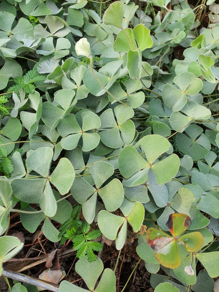 Common Nardoo from Williamstown VIC 3016, Australia on April 6, 2022 at ...