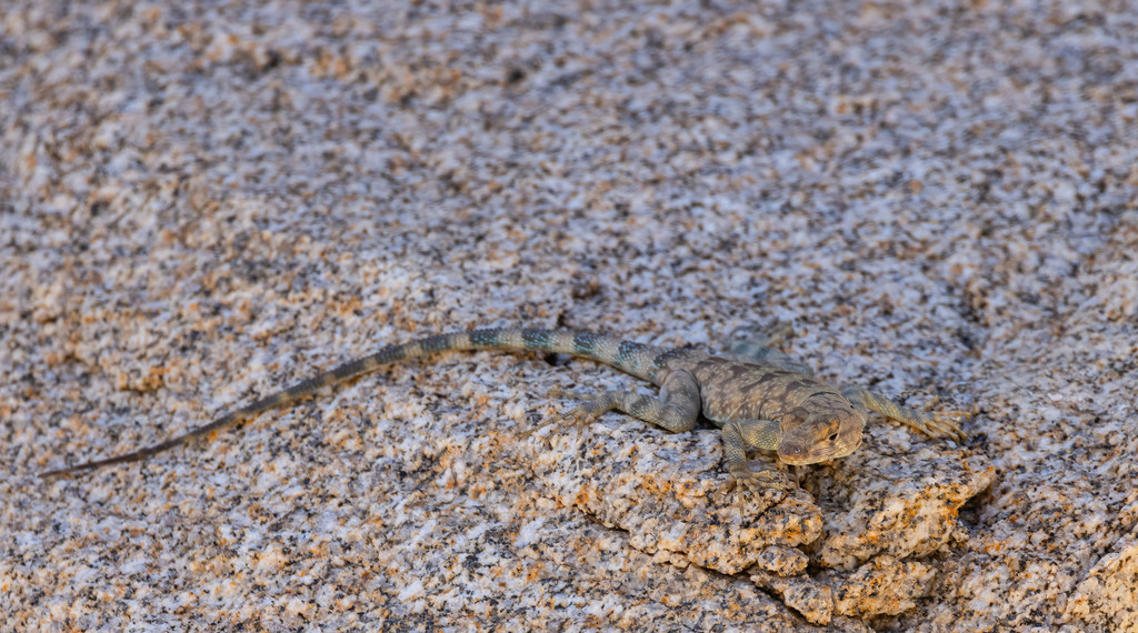 Banded Rock Lizard from Imperial County, CA, USA on April 05, 2022 at ...