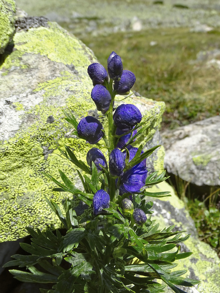 Aconitum tauricum from Murau, Österreich on August 10, 2019 at 12:19 PM ...