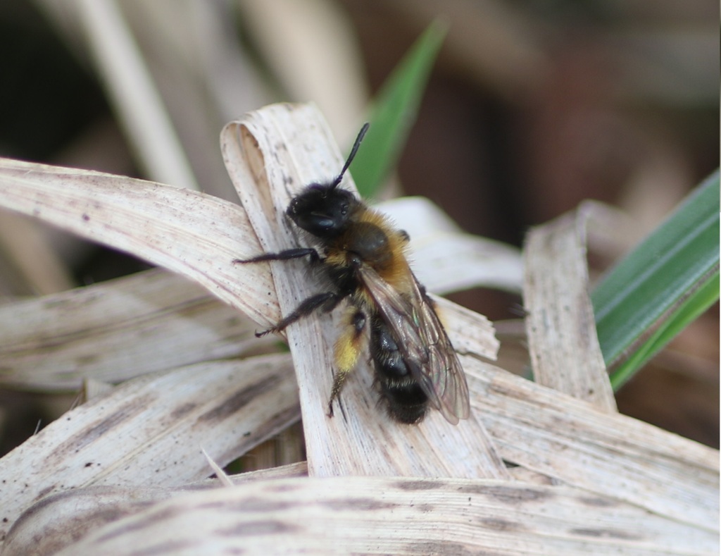 Mining Bees from Amstetten, Österreich on April 07, 2022 at 11:08 AM by ...