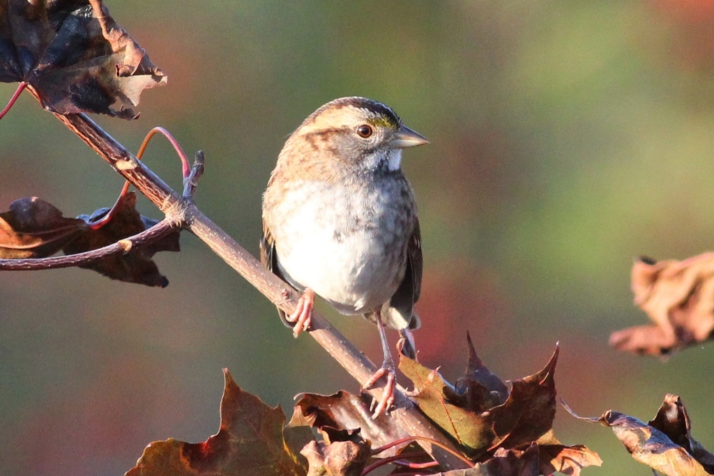 White-throated Sparrow (Common Birds of Pittsburgh Parks) · iNaturalist