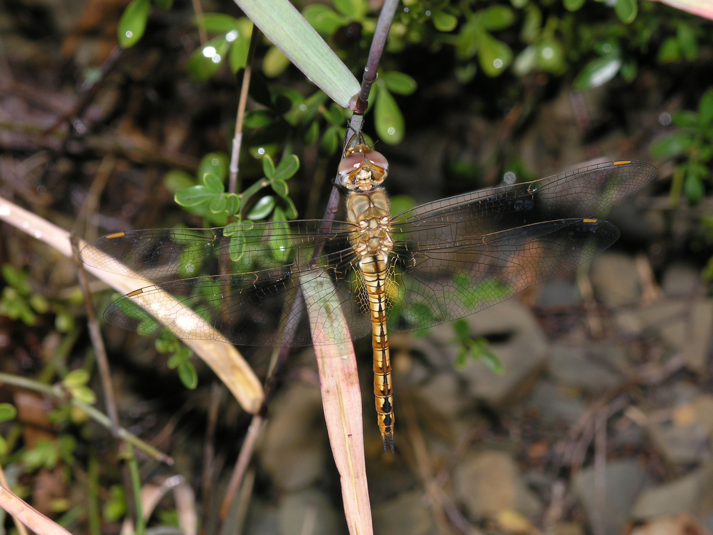 Wandering Glider from Russia, Krasnodarskiy Kray Province, Novorossiysk ...