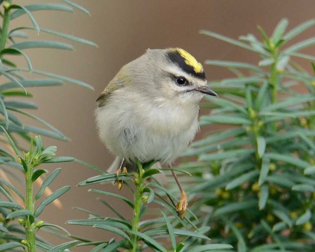Golden-crowned Kinglet (Common Birds of Pittsburgh Parks) · iNaturalist