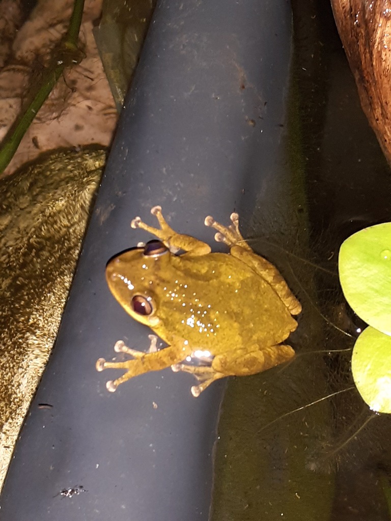 Venezuela Snouted Tree Frog from Porte d'enfer (Jaden "An Kaz La") on ...