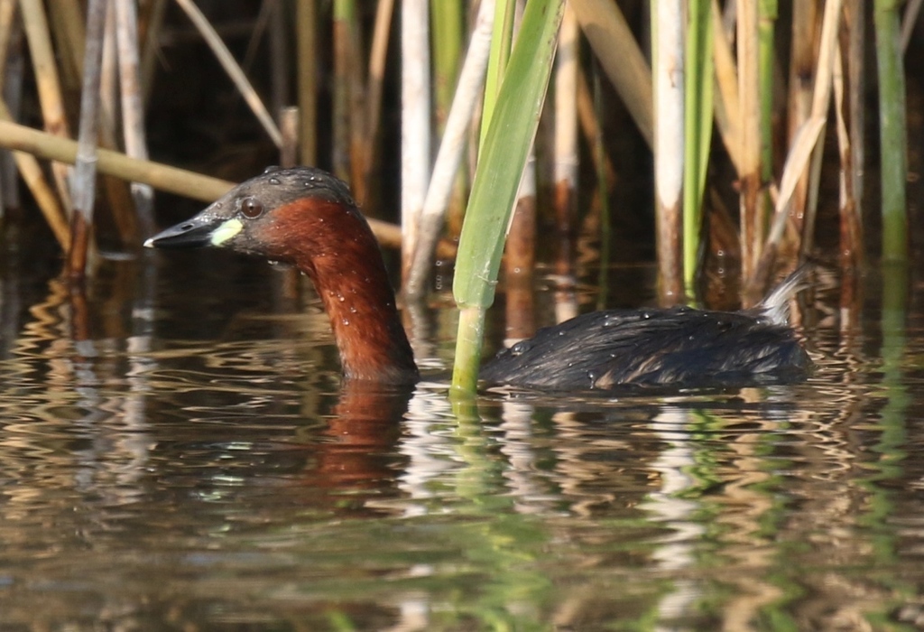 Little Grebe from Treviso, Veneto, Italy on April 06, 2022 at 09:46 AM ...