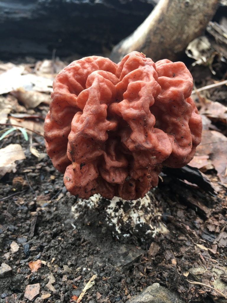 Gyromitra caroliniana from Frick Park, Pittsburgh, PA, US on April 07 ...