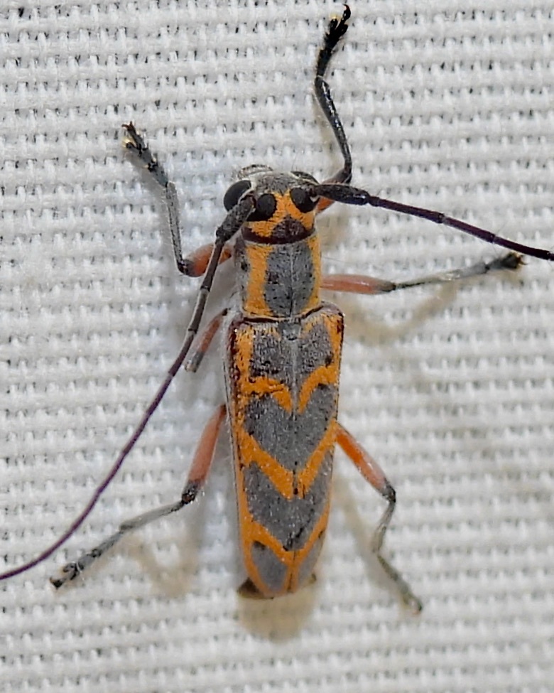 Saperda tridentata Olivier, 1795