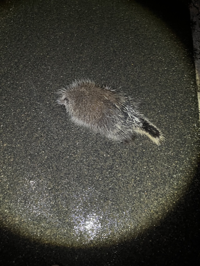 North American Porcupine from Allegheny National Forest, Lewis Run, PA ...
