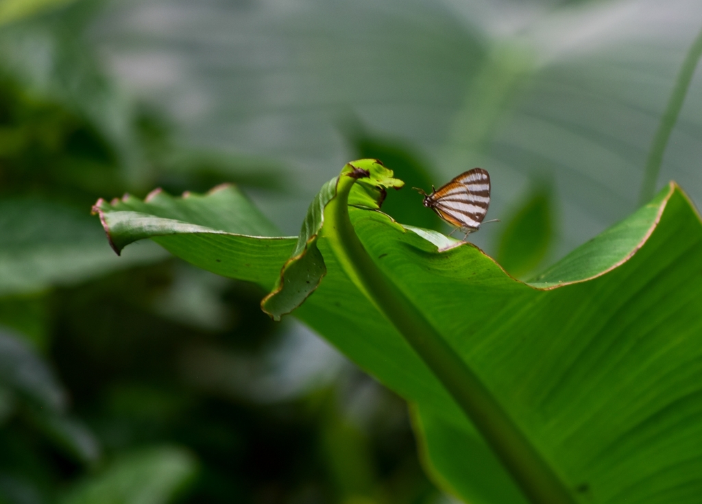 Arawacus togarna from Limón, Pandora, Costa Rica on March 26, 2022 at ...