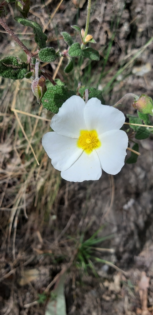 Sage-leaved Rock-rose from 4515 Foz do Sousa, Portugal on April 07 ...