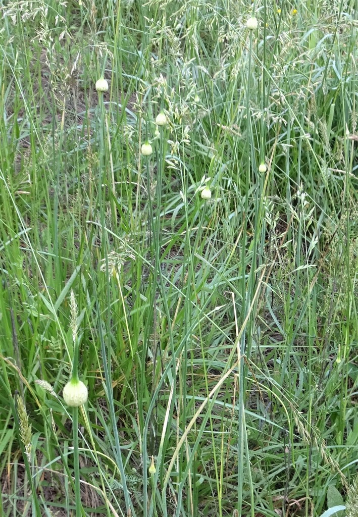 Canadian Meadow garlic from Westmoreland County, VA, USA on May 25 ...