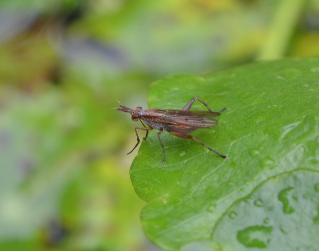 Snail-killing Flies from Dunnellon, FL, USA on April 7, 2022 at 12:15 ...