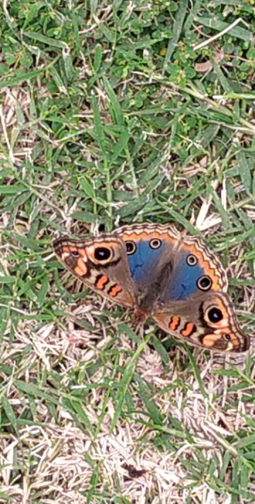 Junonia genoveva hilaris from Ciudad de Santa Fe, Provincia de Santa Fe ...