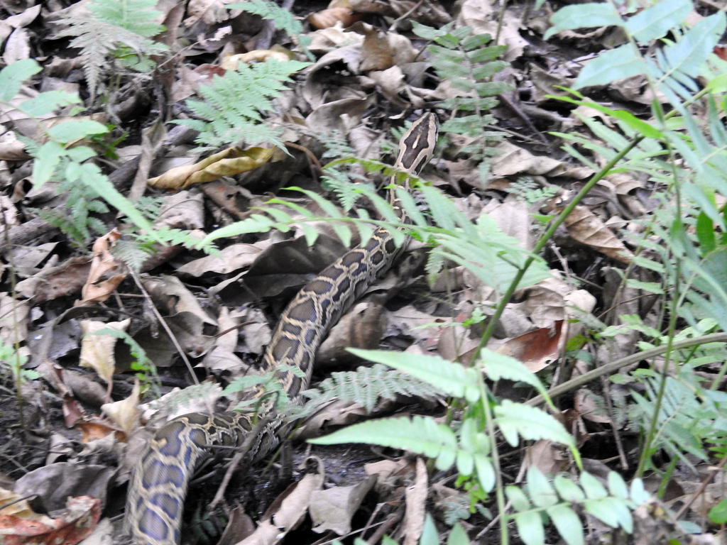 Burmese Python in October 2020 by Sourav Halder · iNaturalist