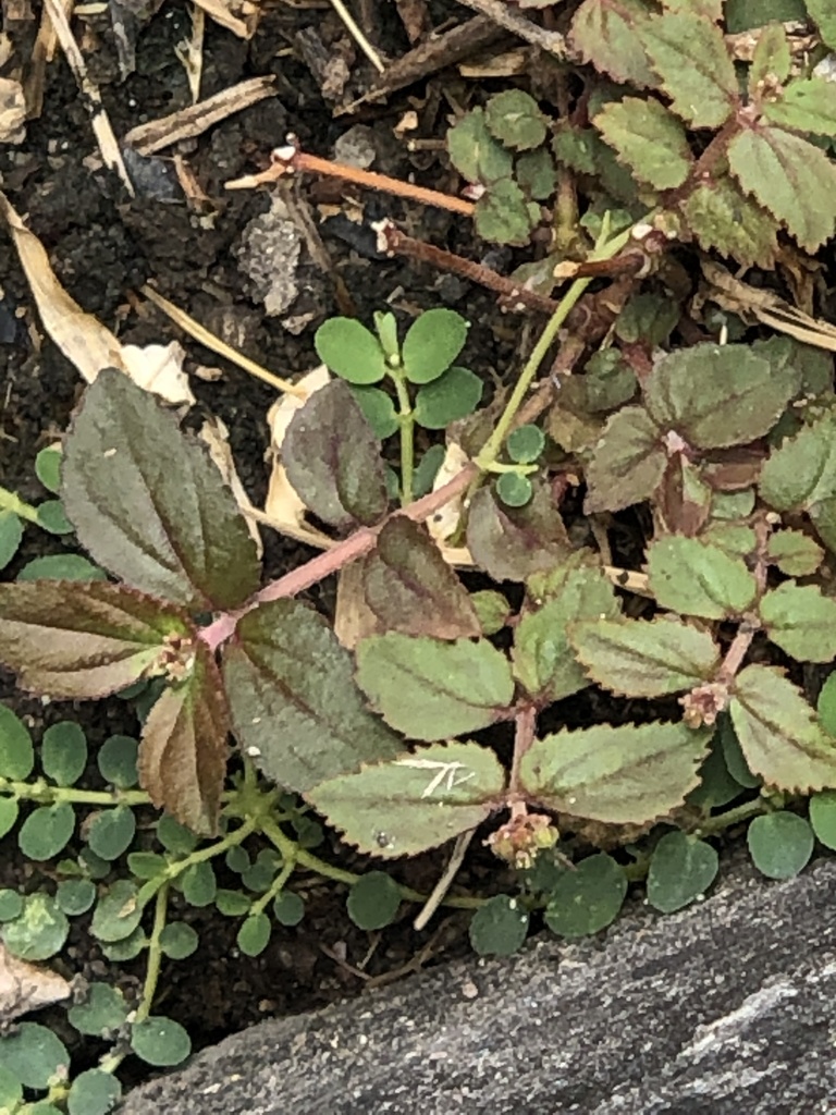 asthma plant from Nevis, Saint Kitts and Nevis, KN on April 07, 2022 at ...