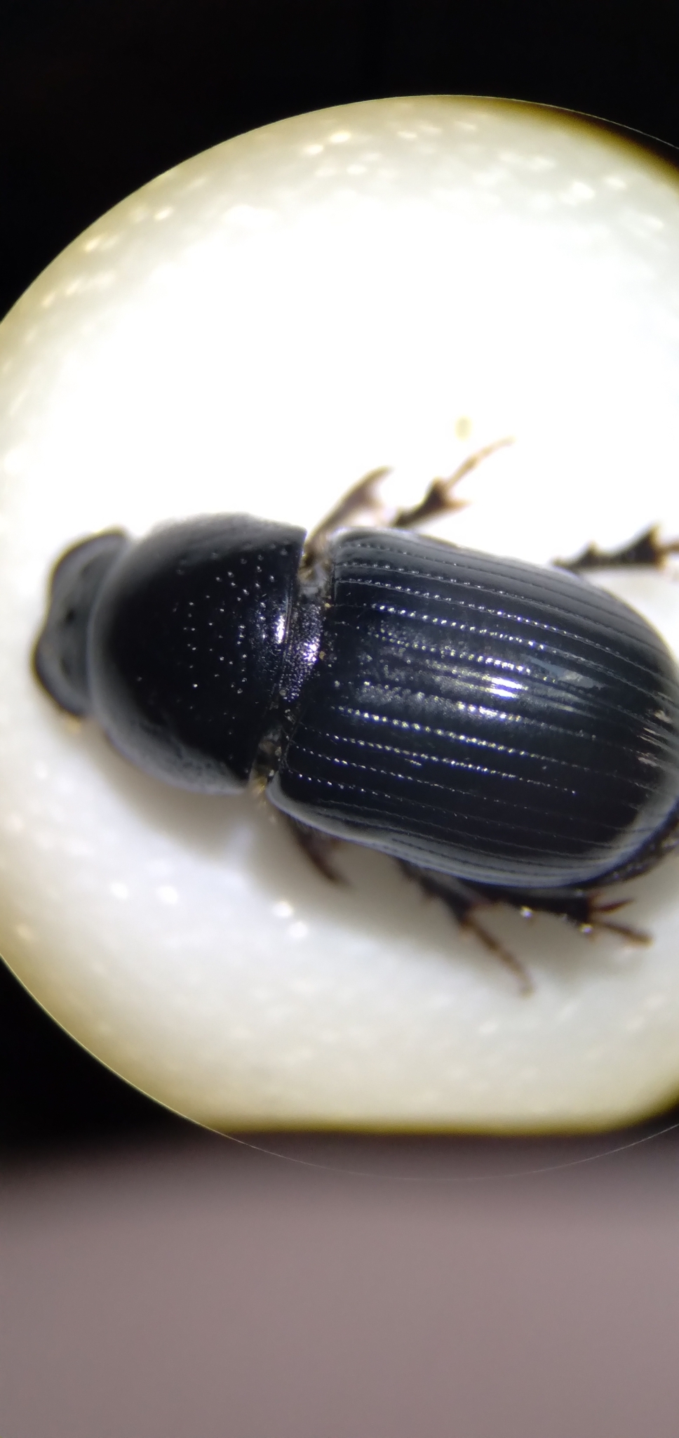 Calamosternus granarius (Linnaeus, 1767)