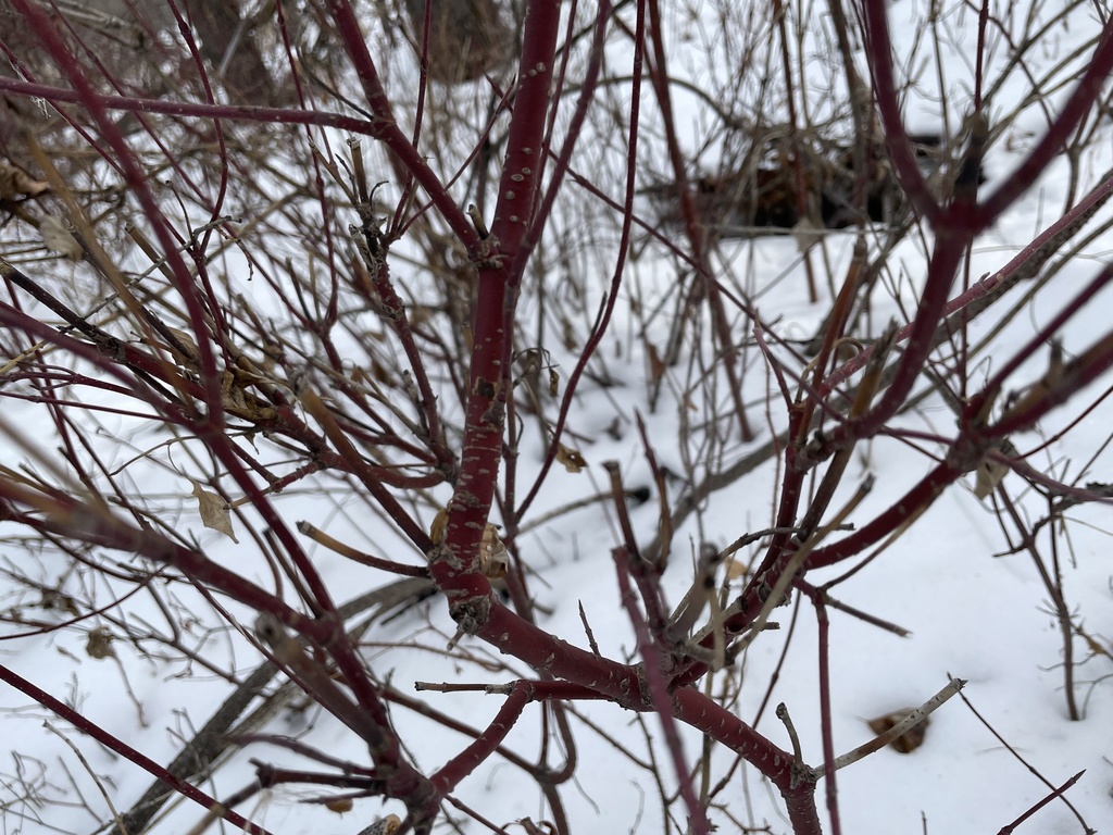 red osier dogwood from Waskasoo South, Red Deer, AB, CA on March 15 ...