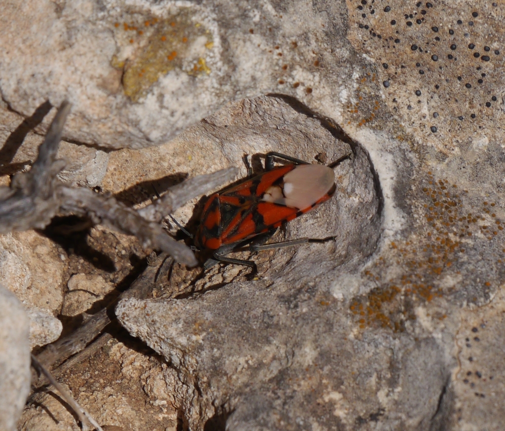 Spilostethus pandurus from Islas Baleares, España on April 07, 2022 at ...