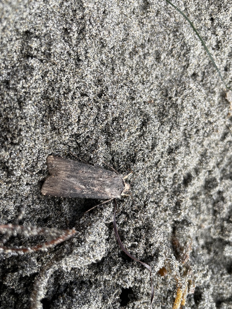 Ipsilon Dart Moth from Scripps Beach, CA, US on April 06, 2022 at 02:46 ...