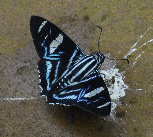 Subespecies Elbella patrobas mexicana · iNaturalist Mexico