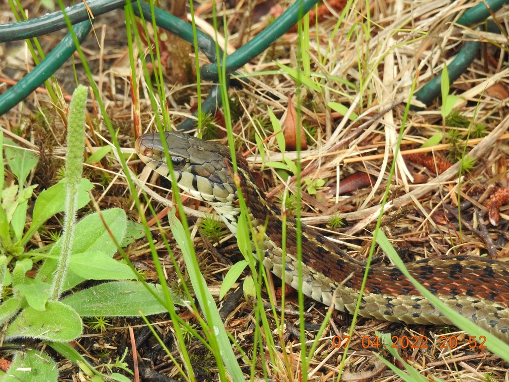Eastern Garter Snake from Ridgeville, SC 29472, USA on April 7, 2022 at ...