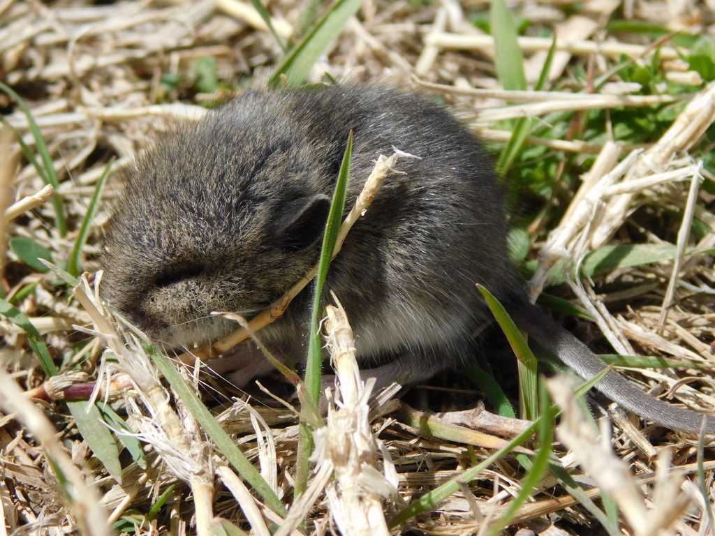 Western Deer Mouse from Chisholm Creek, Wichita, KS, USA on April 07 ...