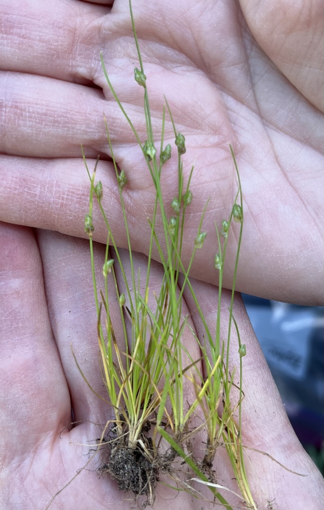 Keeled bulrush from Smithville, TX, US on April 07, 2022 at 10:47 AM by ...