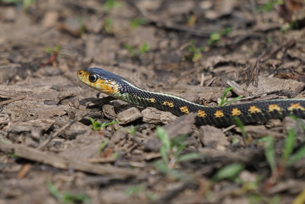 Red-spotted Garter Snake in April 2022 by John Rakestraw · iNaturalist
