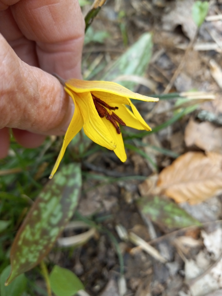 yellow trout lily from Prospect, KY 40059, USA on April 07, 2022 at 03: ...