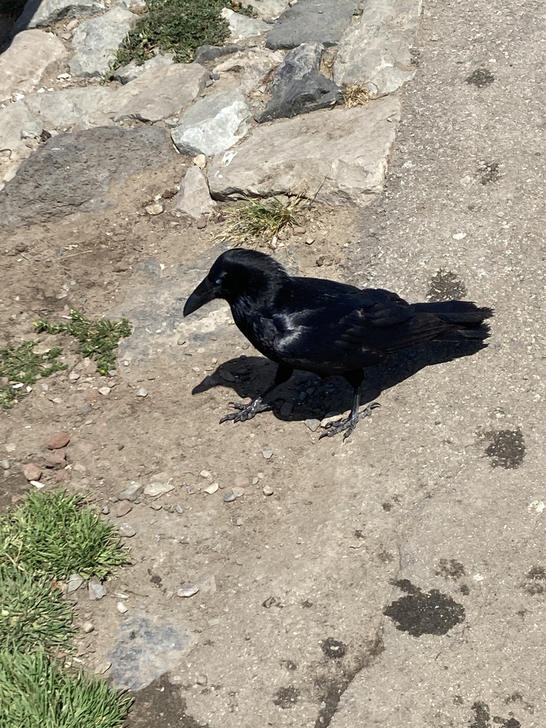 Common Raven from Fort Funston, San Francisco, CA, US on April 07, 2022 ...