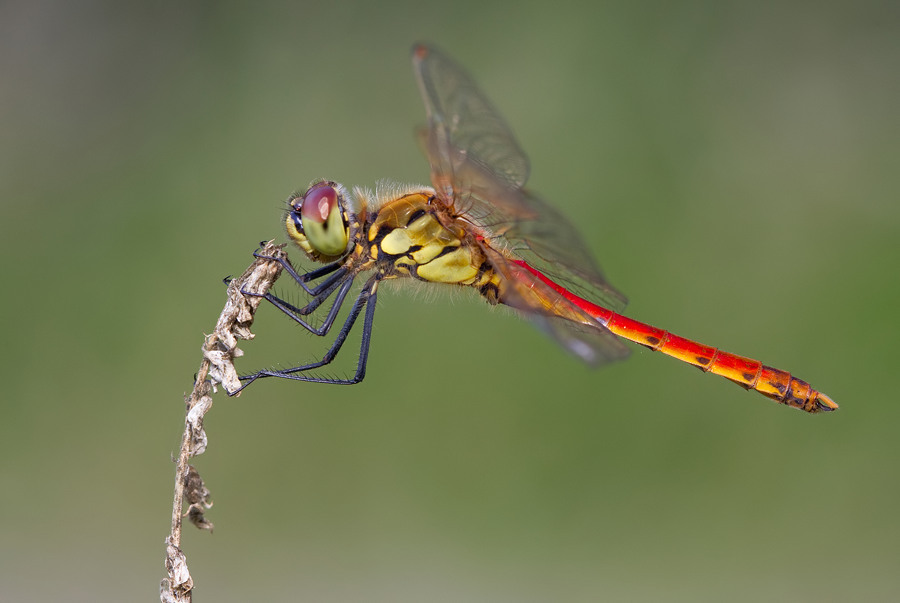 Spotted Darter Dragonfly