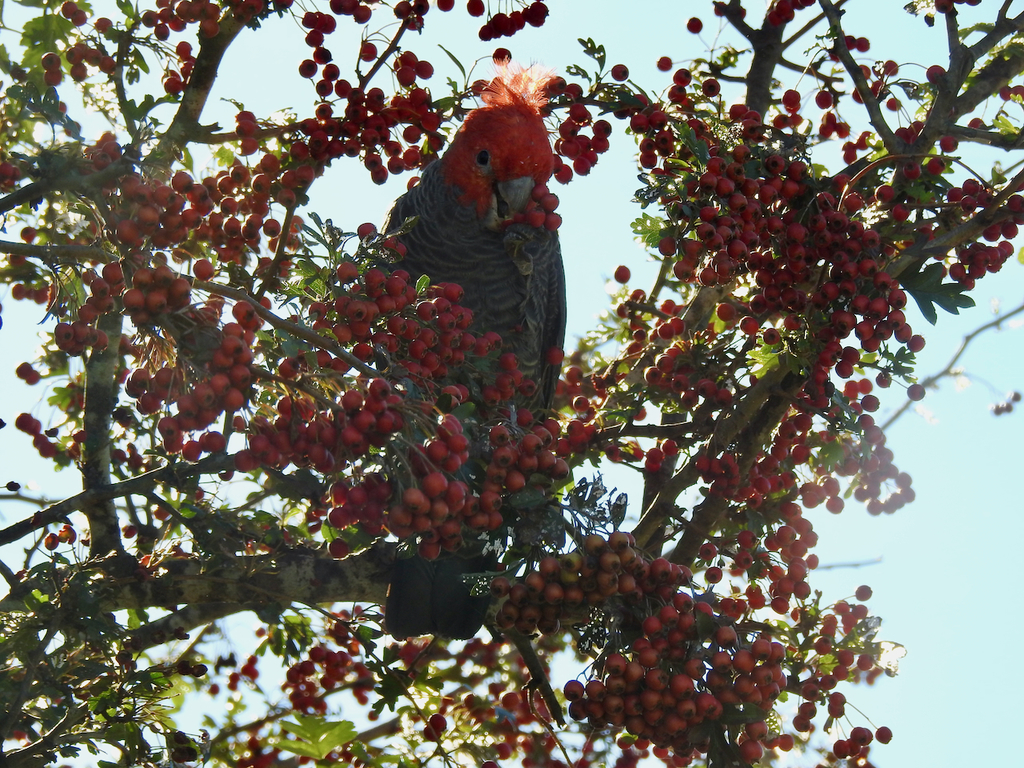 Gang-gang Cockatoo in March 2022 by Kim Tarpey · iNaturalist