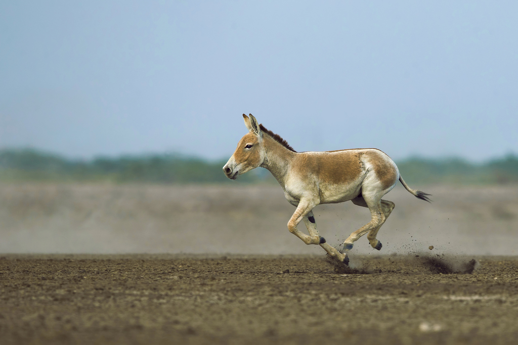 Odd-toed Ungulates (Perissodactyla) - Know Your Mammals