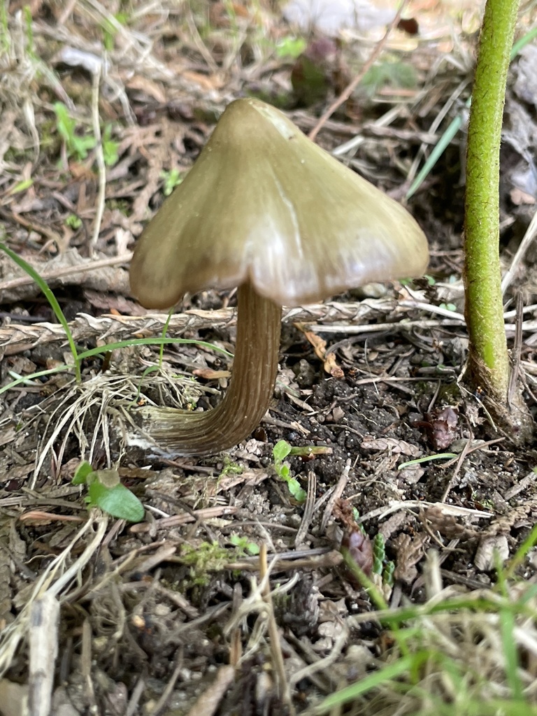 Entoloma subcapitatum from Big Finn Hill, Kirkland, WA, US on April 07 ...