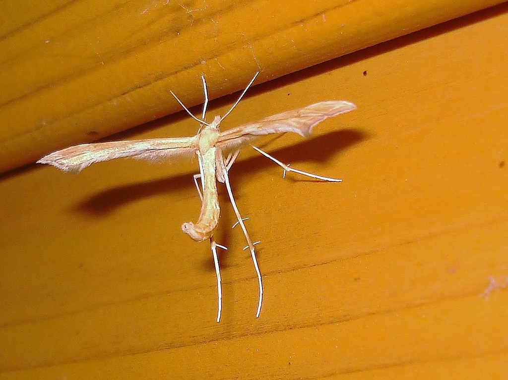 Yarrow Plume Moth from Дзержинский р-н, Ярославль, Ярославская обл ...