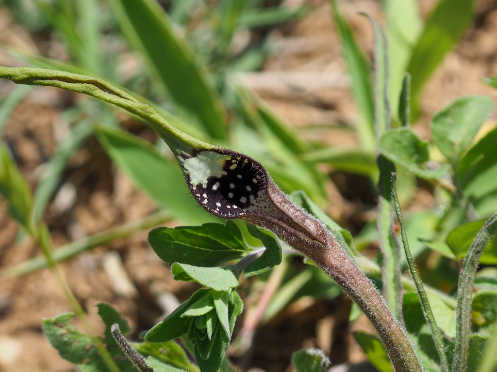 Swan Flower in April 2022 by aprilsee. Pipevine Swallowtail alerted me ...