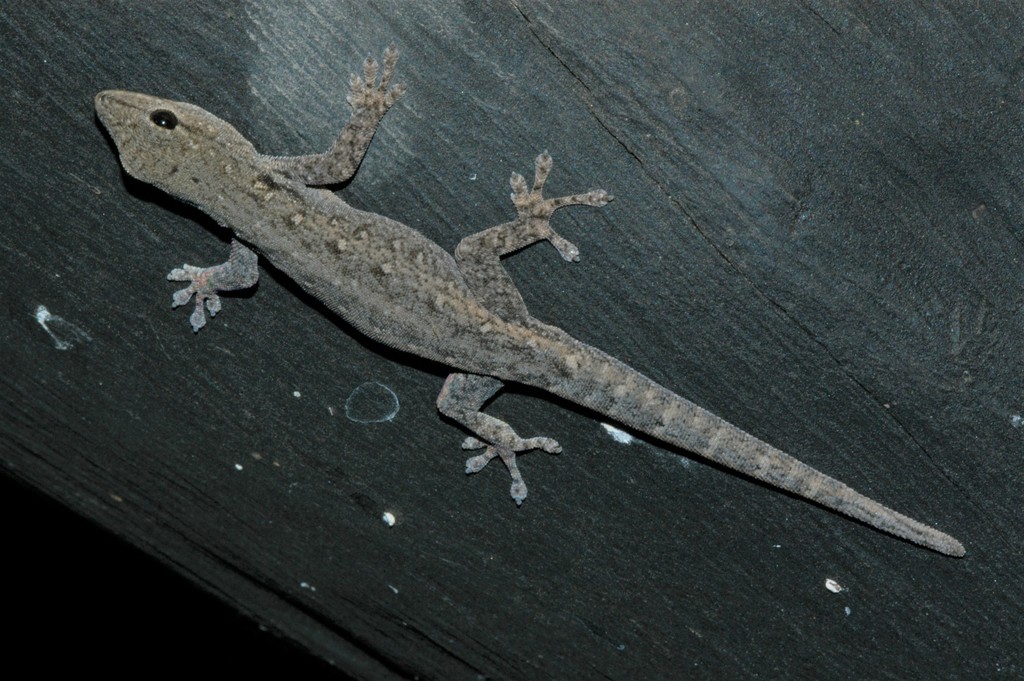 Chobe Dwarf Gecko from Mosi-Oa-Tunya, ZM-SO-LI, ZM-SO, ZM on August 17 ...