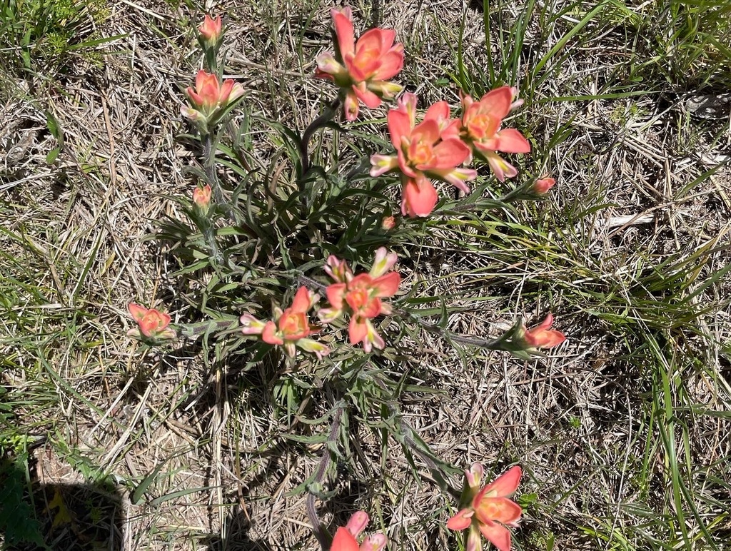 Paintbrushes on April 7, 2022 at 03:26 PM by konelli · iNaturalist