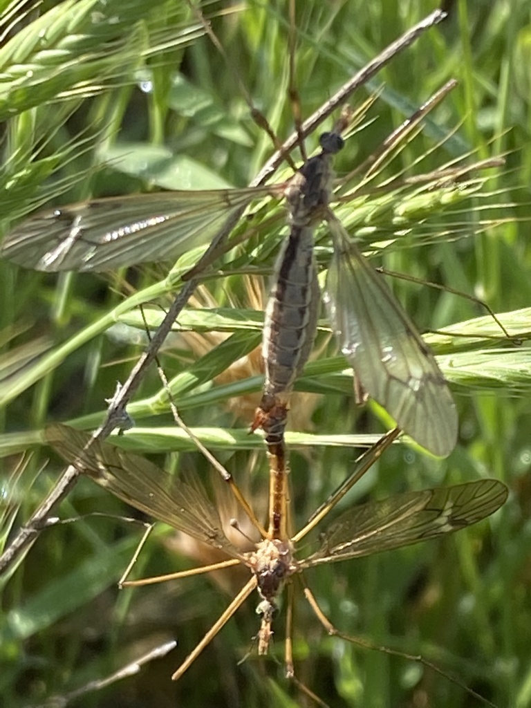 Common Crane Flies from Mission Trails Regional Park, San Diego, CA, US ...