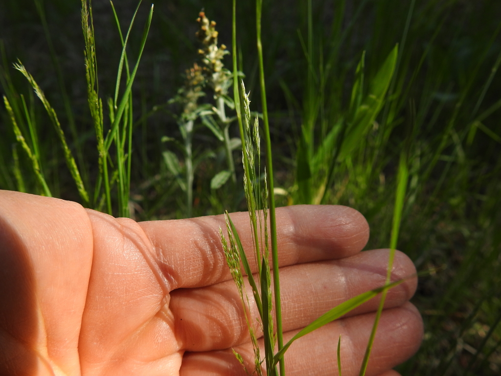 Winter Bentgrass from Bastrop County, TX, USA on April 7, 2022 at 09:41 ...
