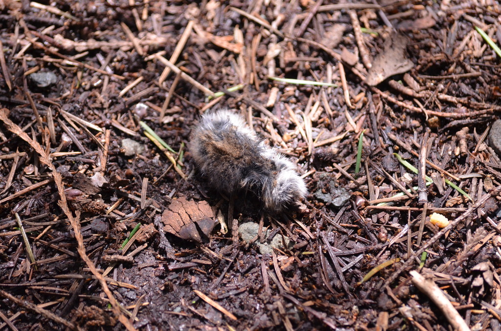 Rodents from Ladysmith, BC, Canada on April 7, 2022 at 12:29 PM by Liam ...